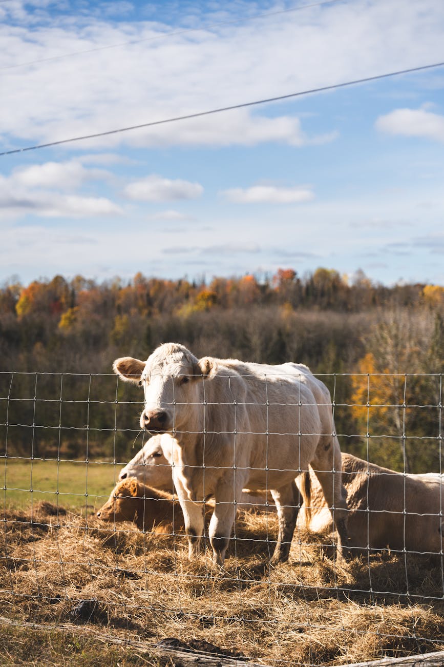 Cattle Drop and Lean Hogs Pop - Blue Line Futures