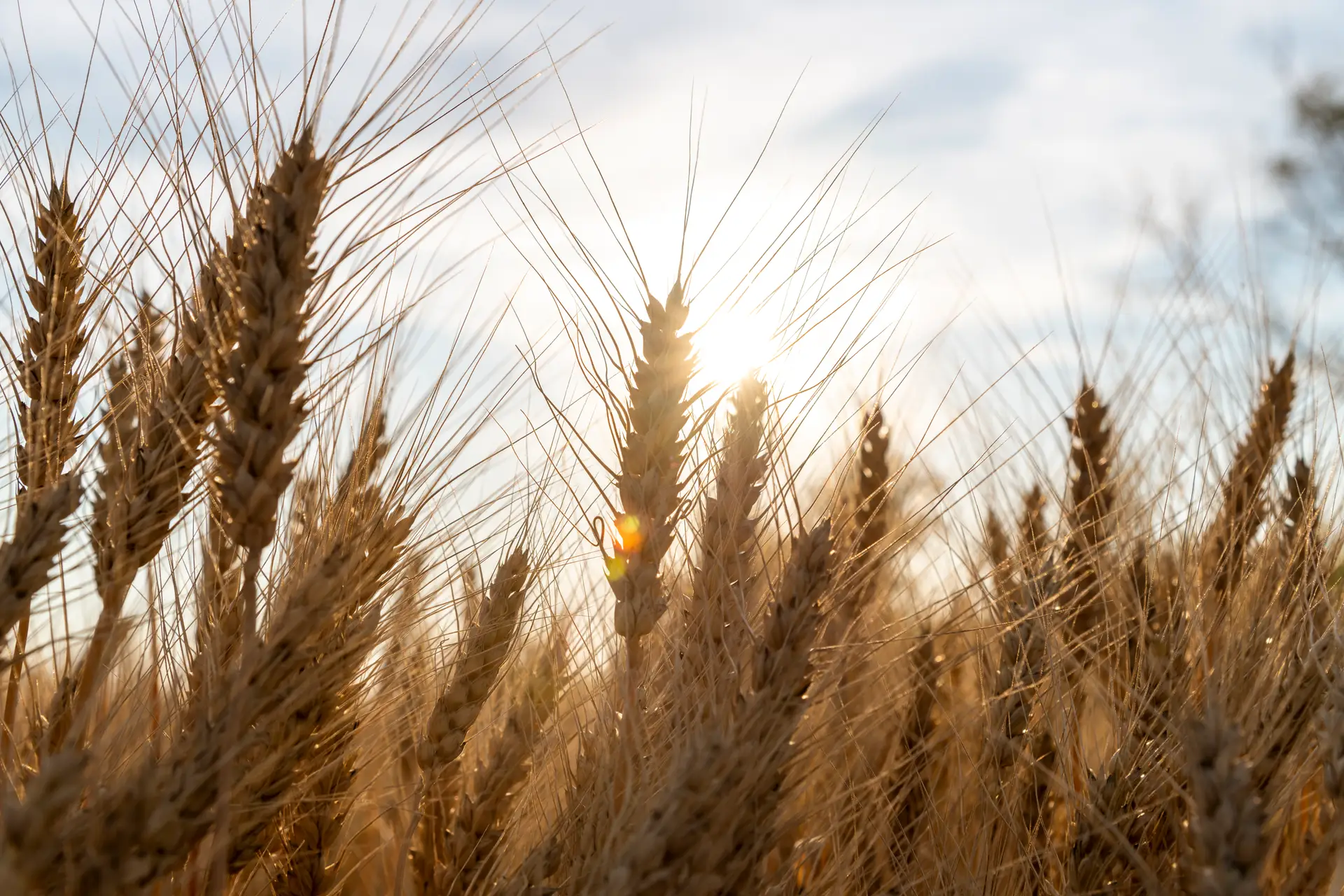Grain Market Firm to Start the Week, Led by Wheat - Blue Line Futures