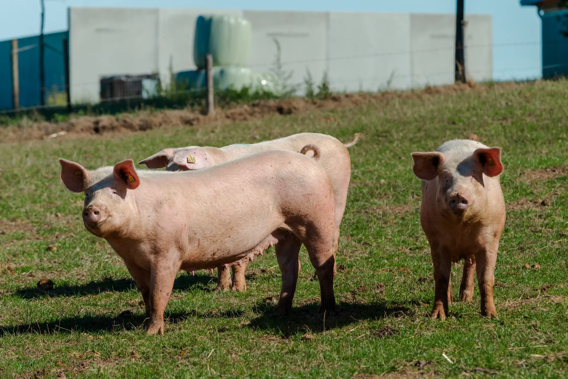 Volatility in Livestock Markets Present Traders on Both Sides with ...