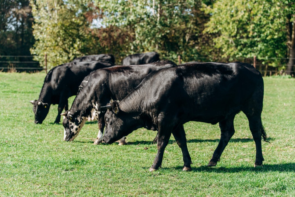 Livestock Markets Firm to Start the Week - Blue Line Futures