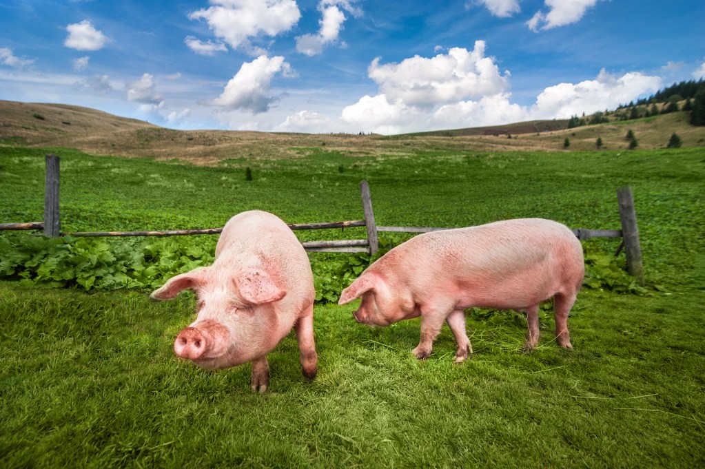 Are Lean Hogs on the Verge of a Breakdown? - Blue Line Futures