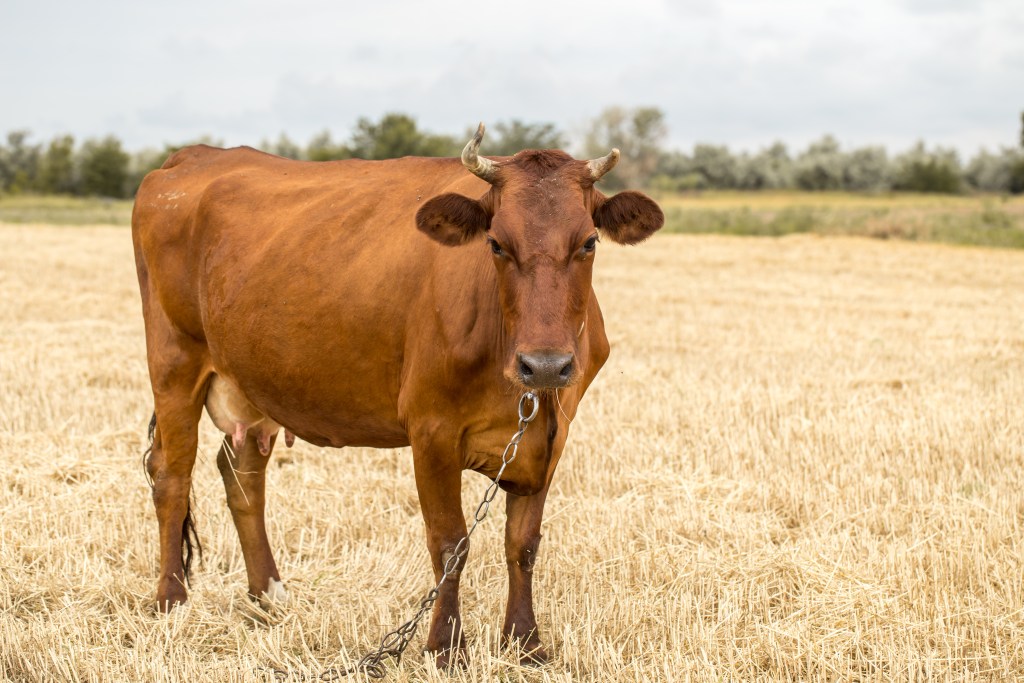 Livestock markets battle back in Wednesday's trade - Blue Line Futures