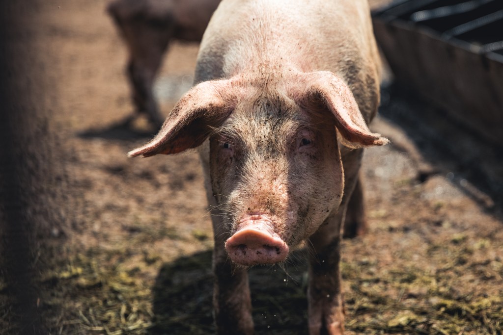 Lean Hogs are Knocking on the Door of Contract Highs - Blue Line Futures
