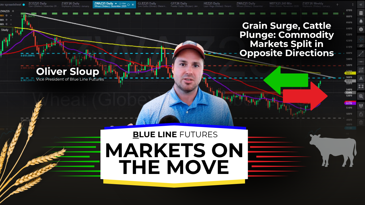 Grain Surge, Cattle Plunge: Commodity Markets Split in Opposite ...
