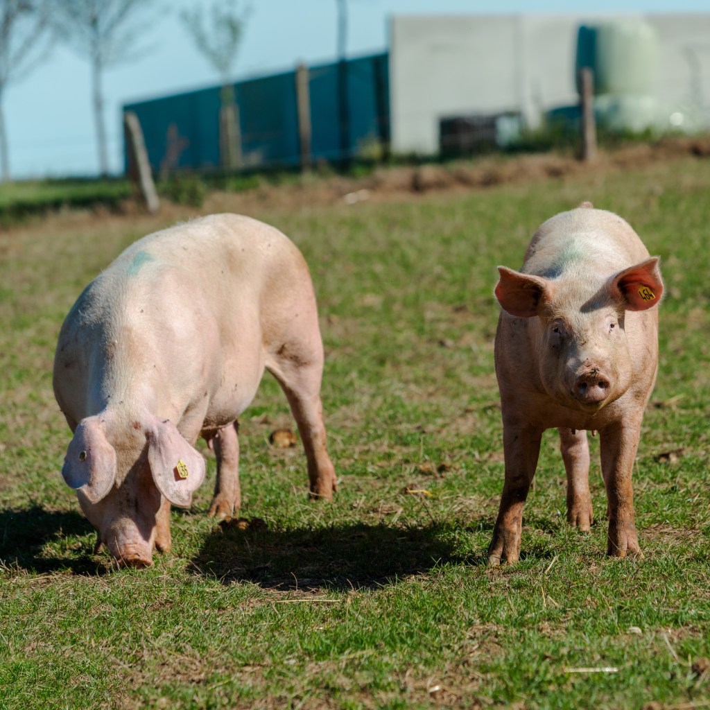 Lean Hogs are Knocking on the Door of a Technical Breakout - Blue Line ...