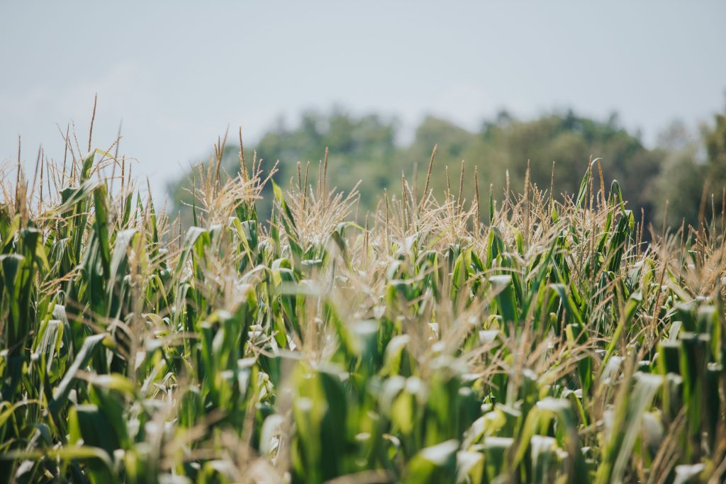 Grain Futures Gain Ground to Start the Shortened Holiday Week - Blue ...