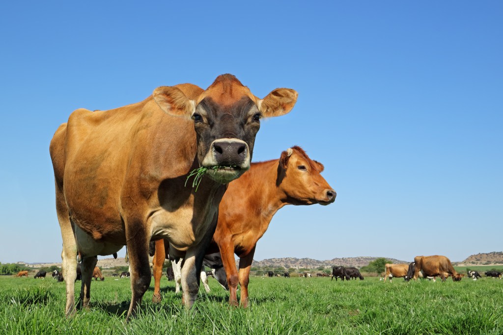 Livestock Markets Linger Near Recent Highs - Blue Line Futures