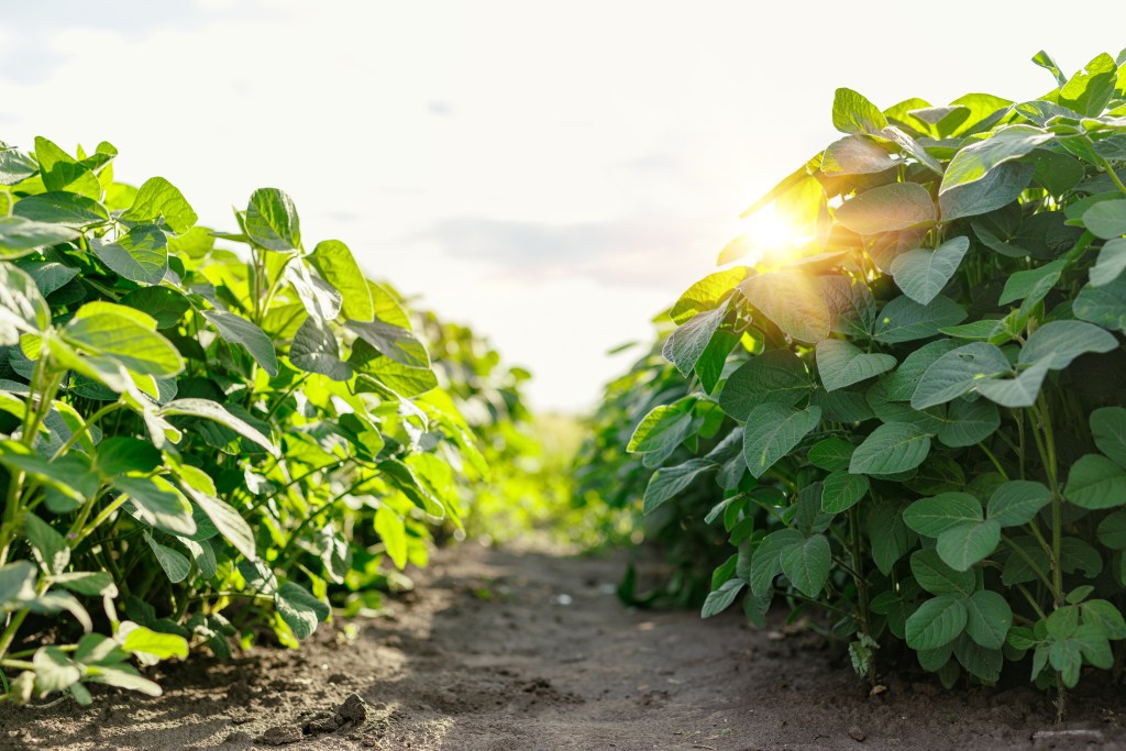 Grain Markets are Marking Higher Highs. More to come? - Blue Line Futures