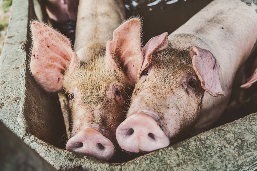 Are Lean Hogs Breaking Out? - Blue Line Futures