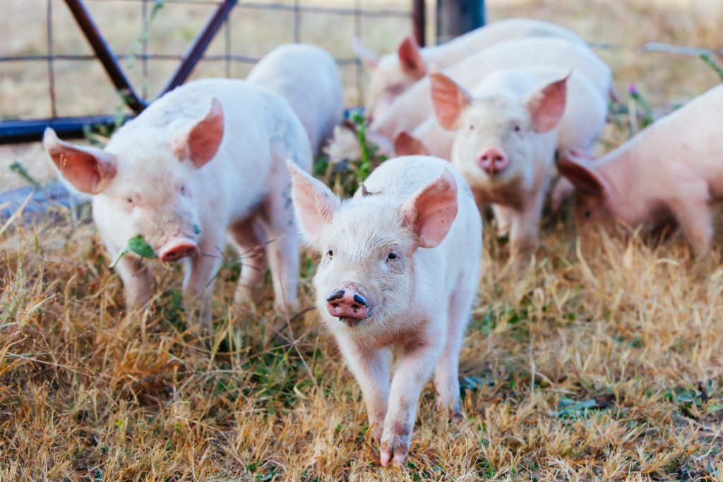 Lean hogs retreat to important support levels, will they hold? - Blue ...